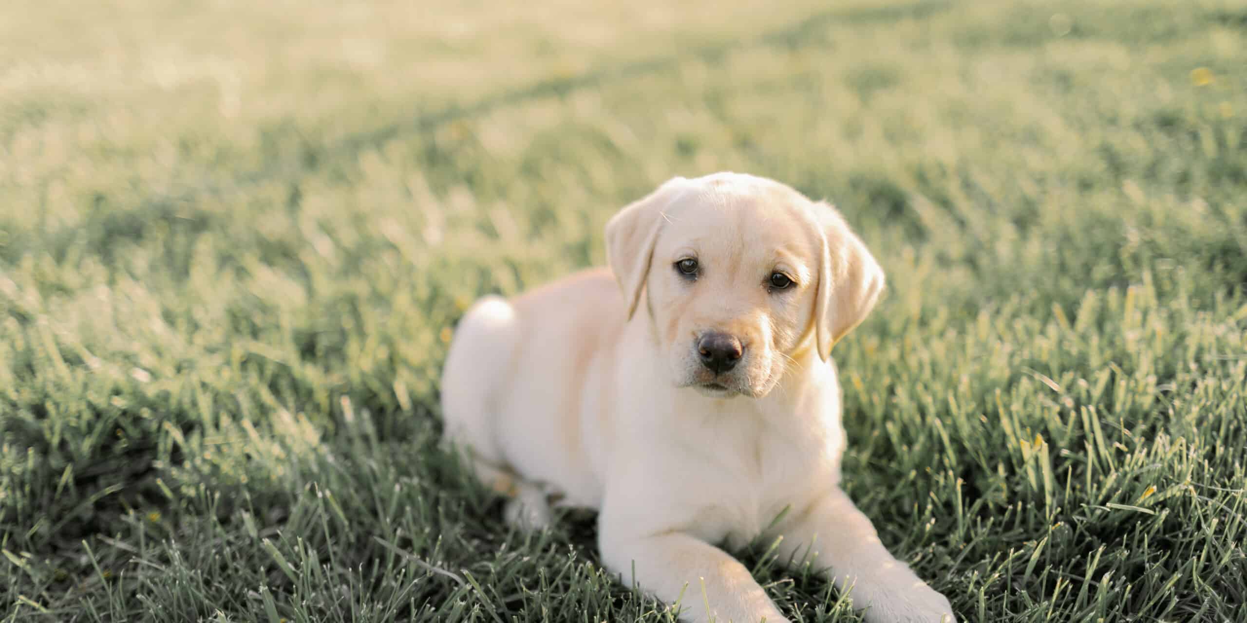 Our Labs + Litters - Heritage Creek Labs